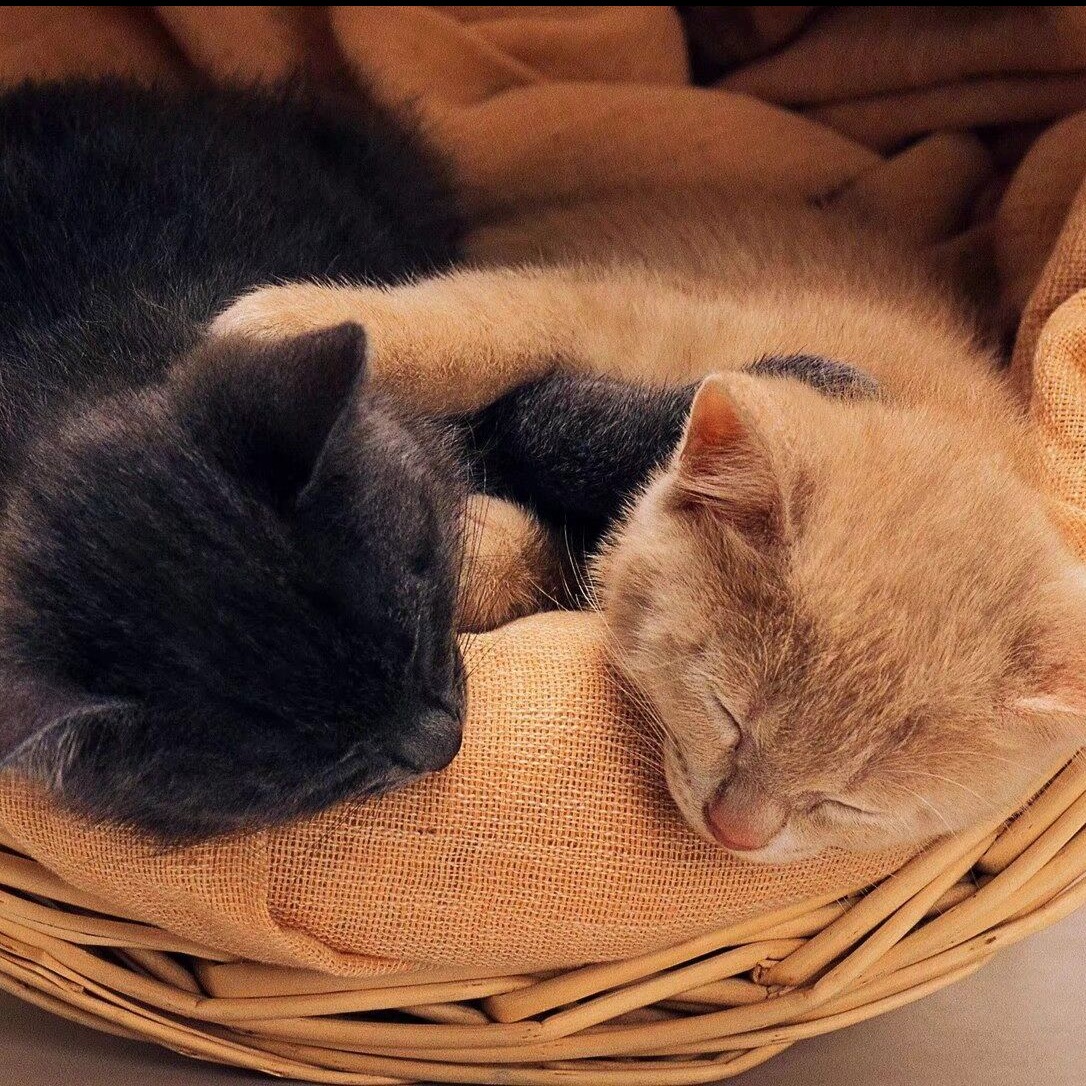 fosref创作者主页_里尔平面设计师-站酷ZCOOL