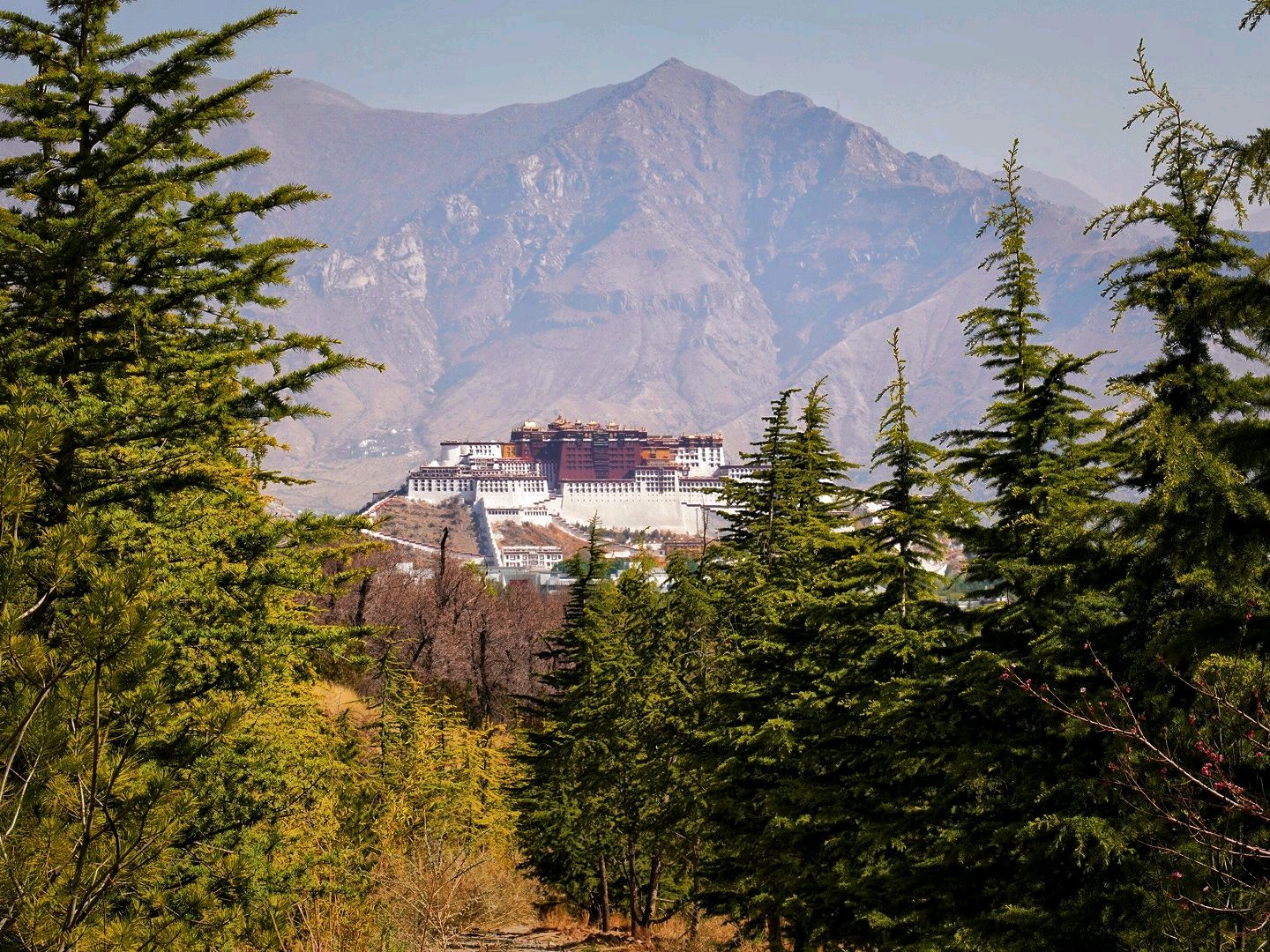 我在拉萨南山公园远眺布达拉宫_摄影师杨涛-站酷ZCOOL