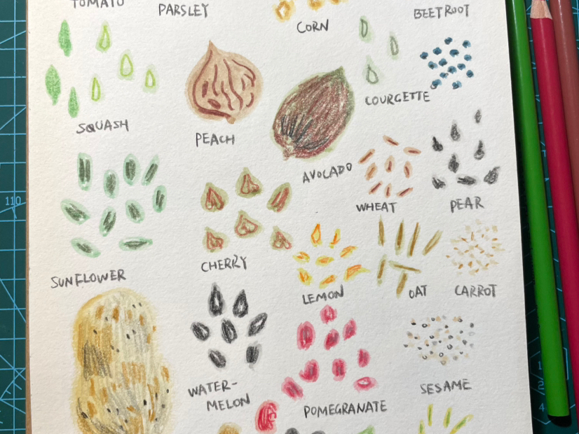 手绘食谱Vol.55 SEEDS_元气乔伊-站酷ZCOOL