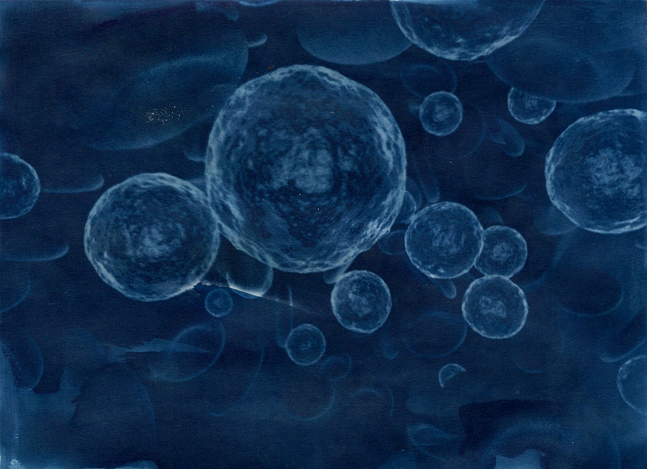 蓝晒Cyanotype - Silk & Cell_campus114-站酷ZCOOL