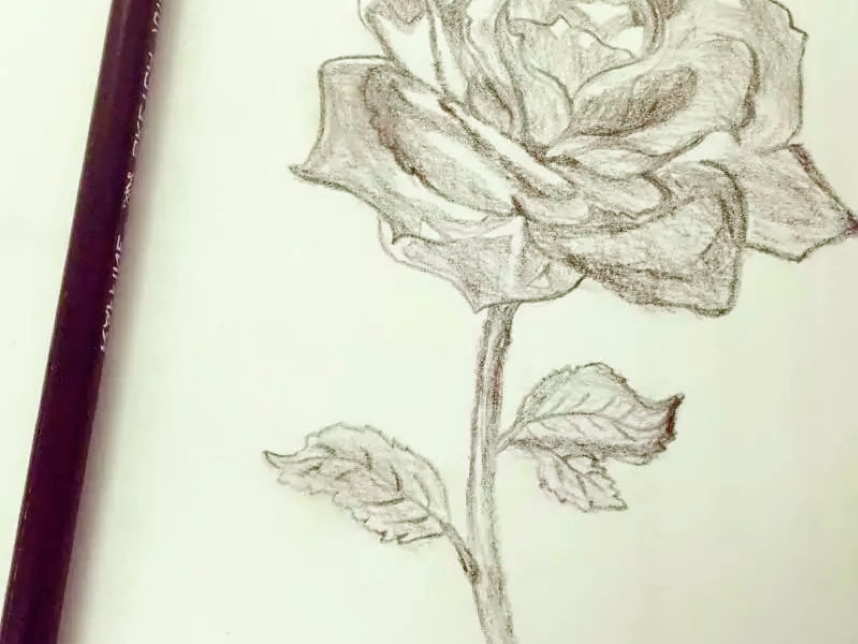 玫瑰🌹_蓝juju-站酷ZCOOL