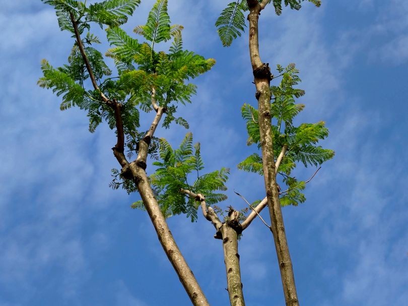 出门是夏日，抬头便是景_Z619202503-站酷ZCOOL