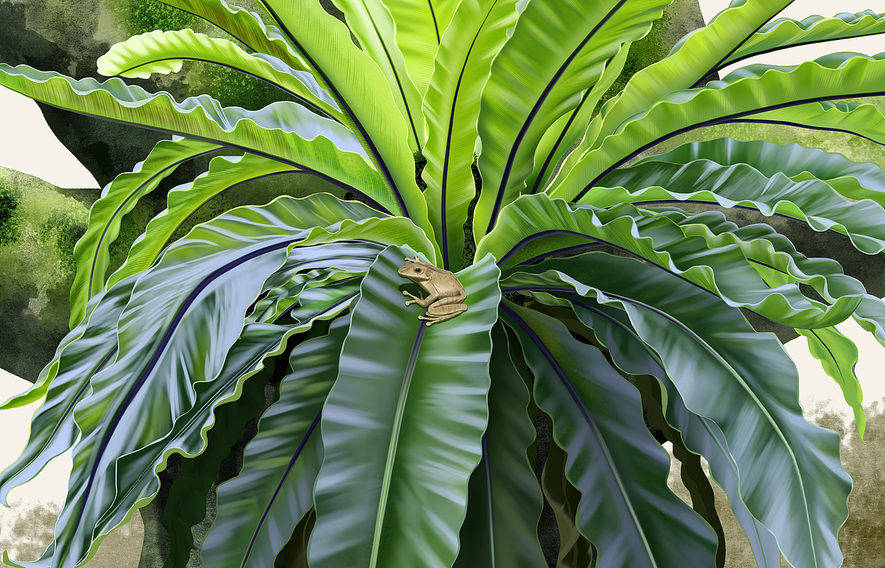 笔架山公园野生植物插画_T_Groz果子-站酷ZCOOL