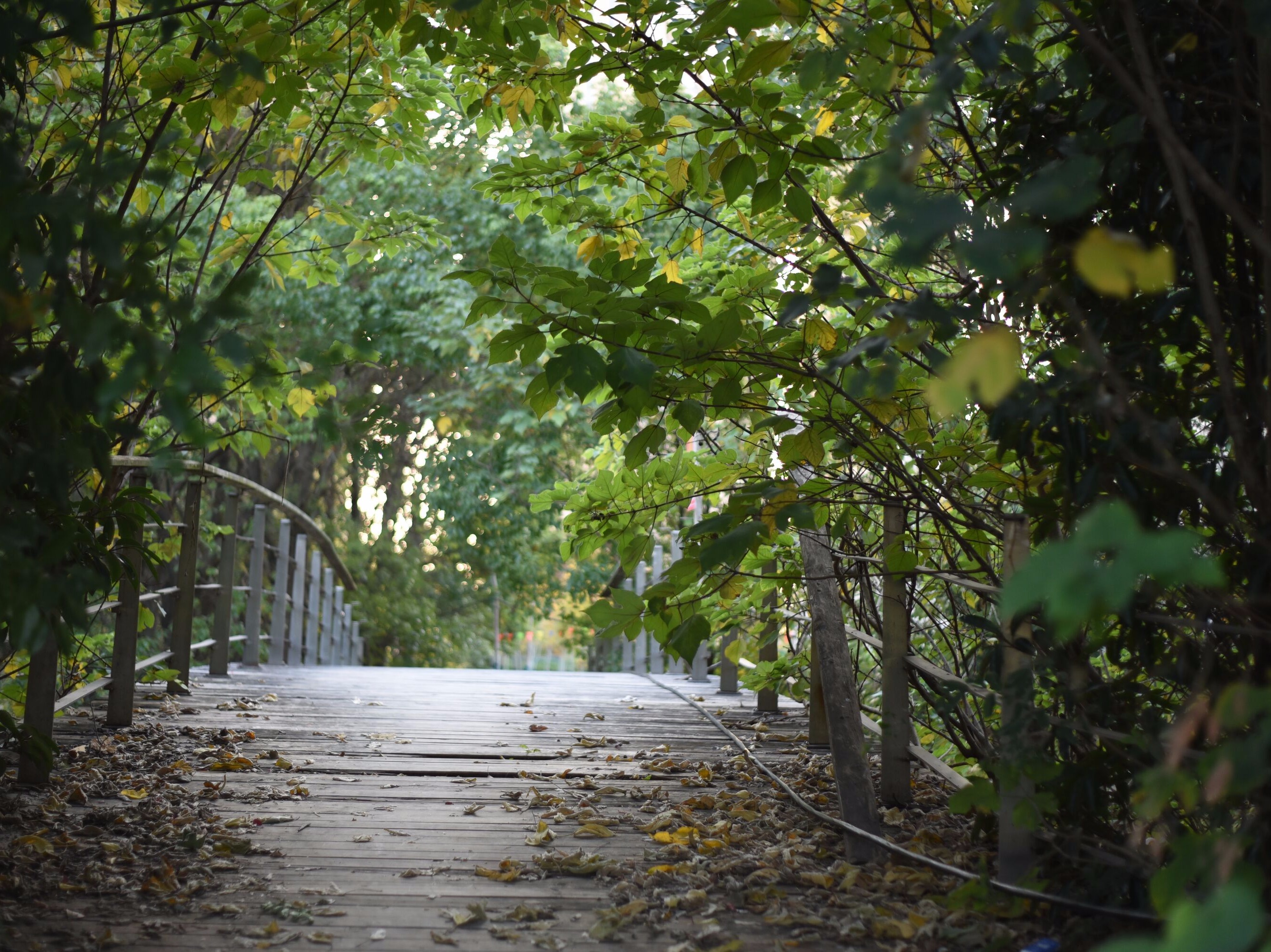 灵动且温柔_nianfei-站酷ZCOOL