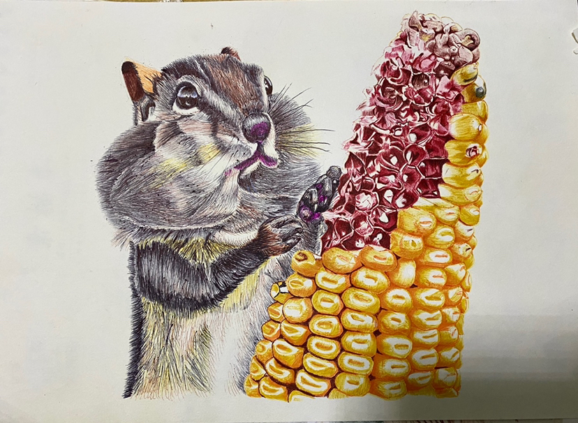 圆珠笔画松鼠啃玉米_花生0330-站酷ZCOOL