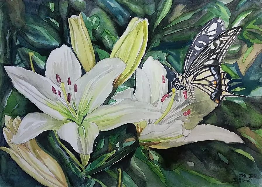 百合与蝴蝶_zhl1988-站酷ZCOOL