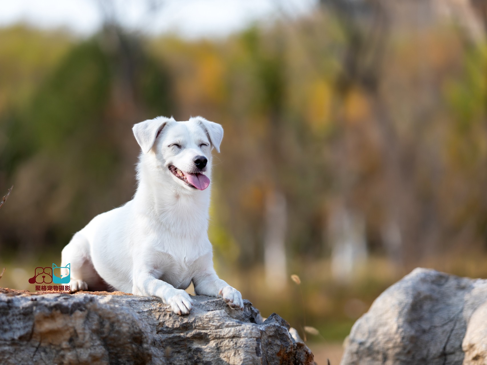 深秋，欢乐的狗子_聚格宠物-站酷ZCOOL
