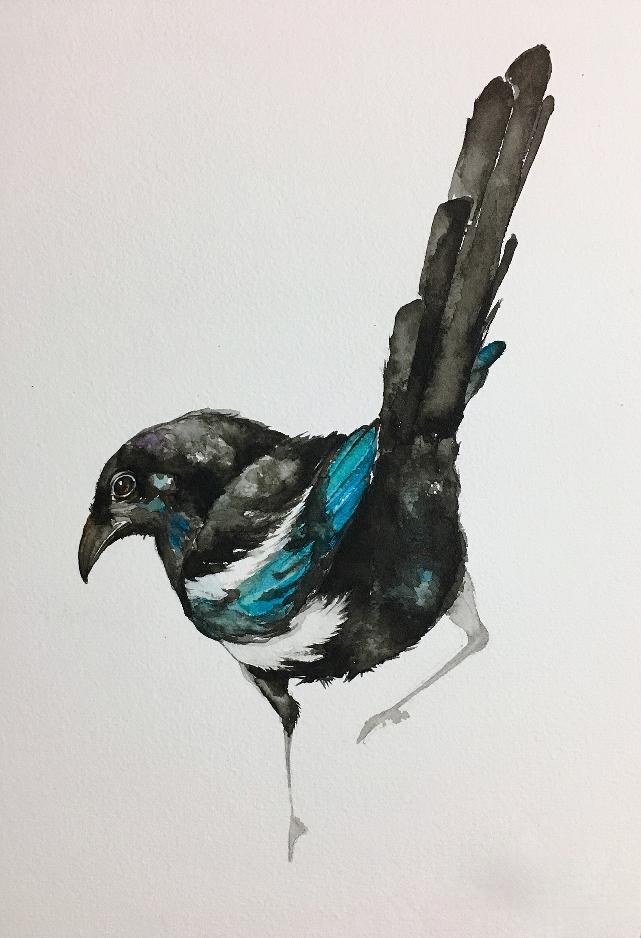 刚学了几天水彩，临摹个小喜鹊_墨卿Mr_Ink-站酷ZCOOL