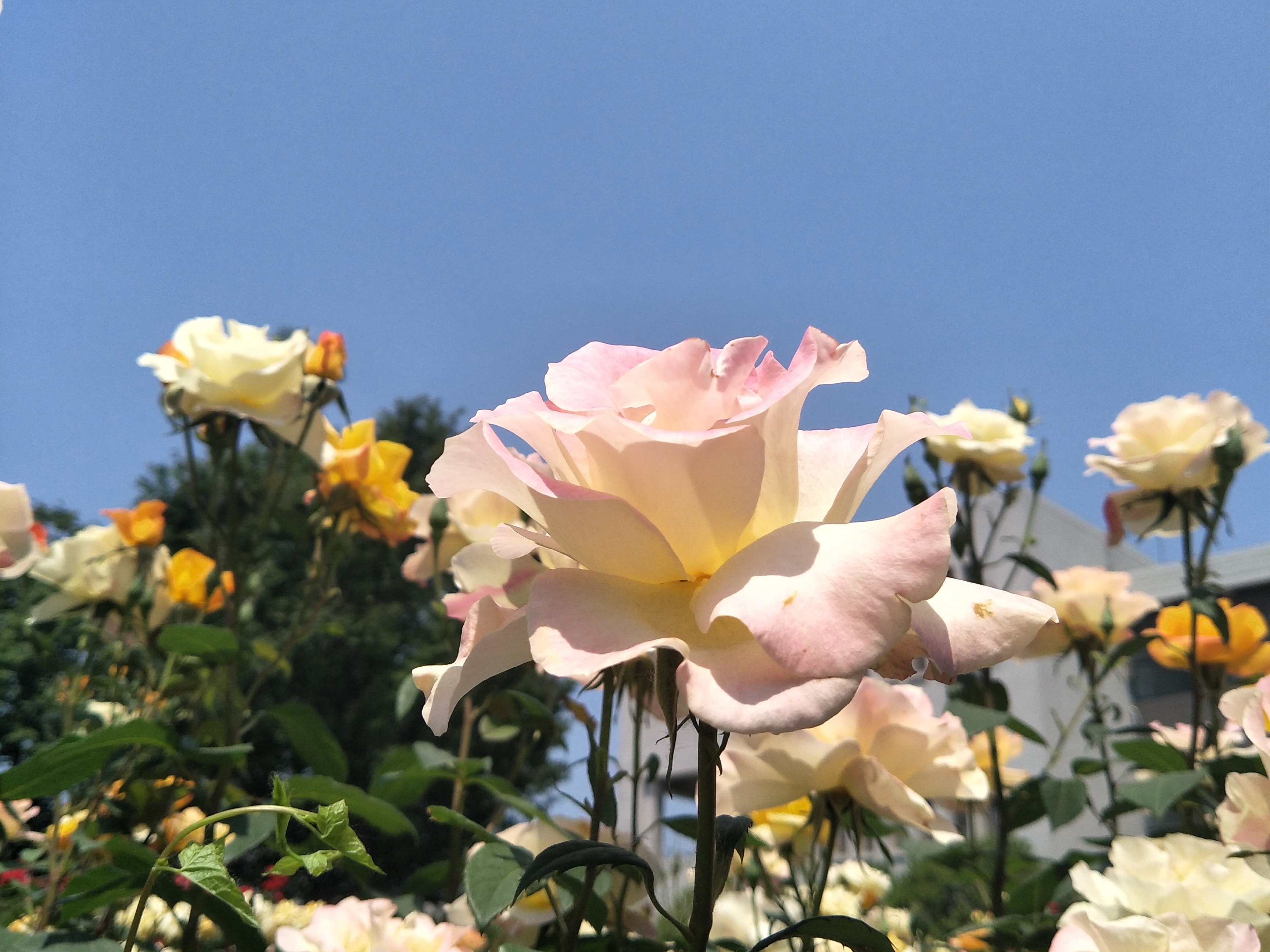 月季_瘦了吗-站酷ZCOOL