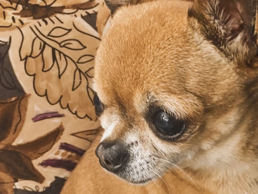 狗年晒汪——48岁少年_香iang-站酷ZCOOL