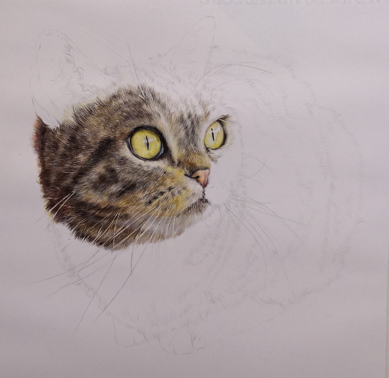 狸花猫—Rinka谨制_Rinka谨制-站酷ZCOOL