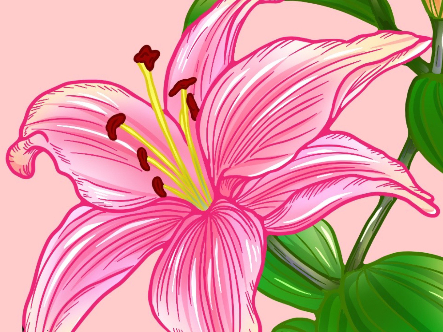 百合花_hope眰恦-站酷ZCOOL