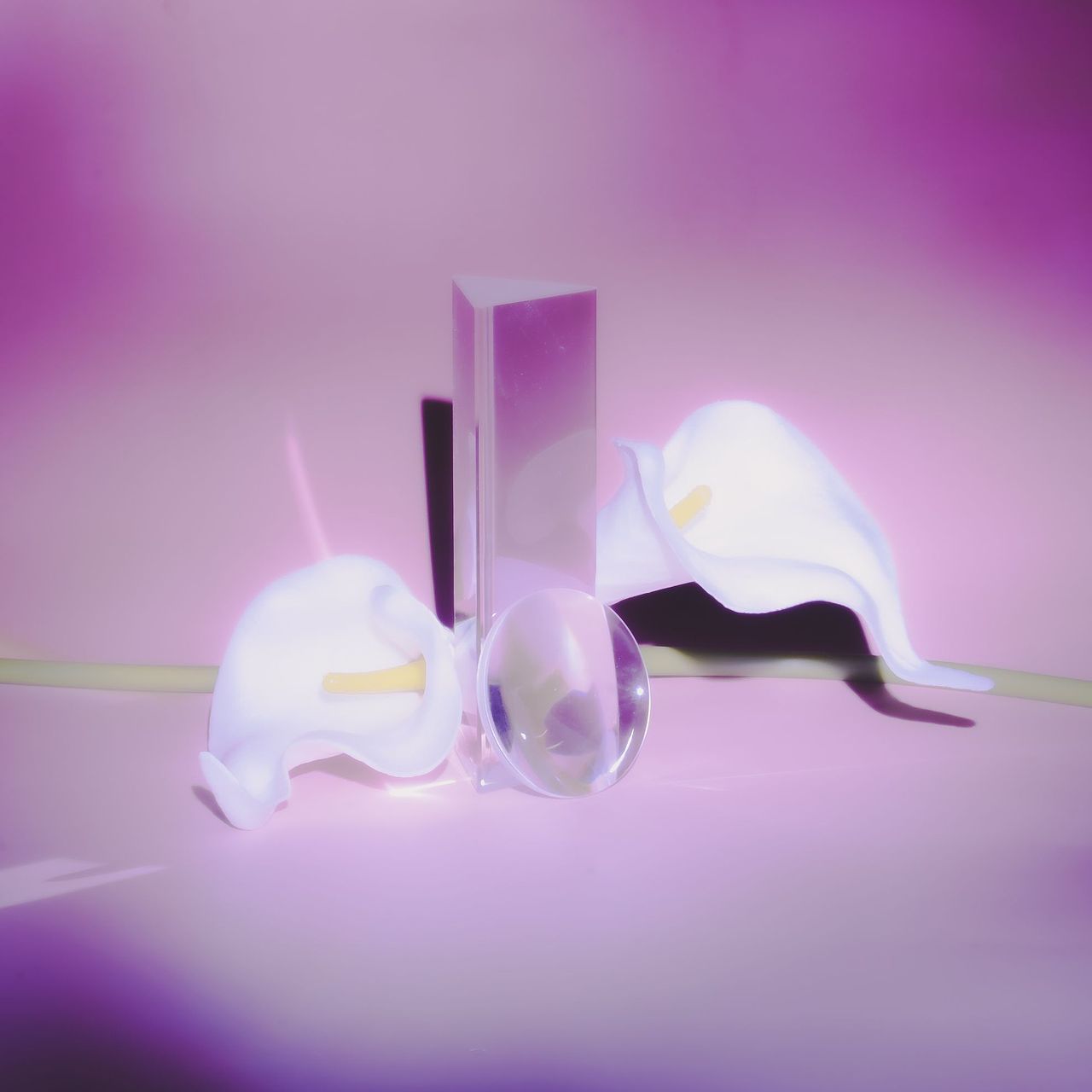 静物_Fishlike_0620-站酷ZCOOL