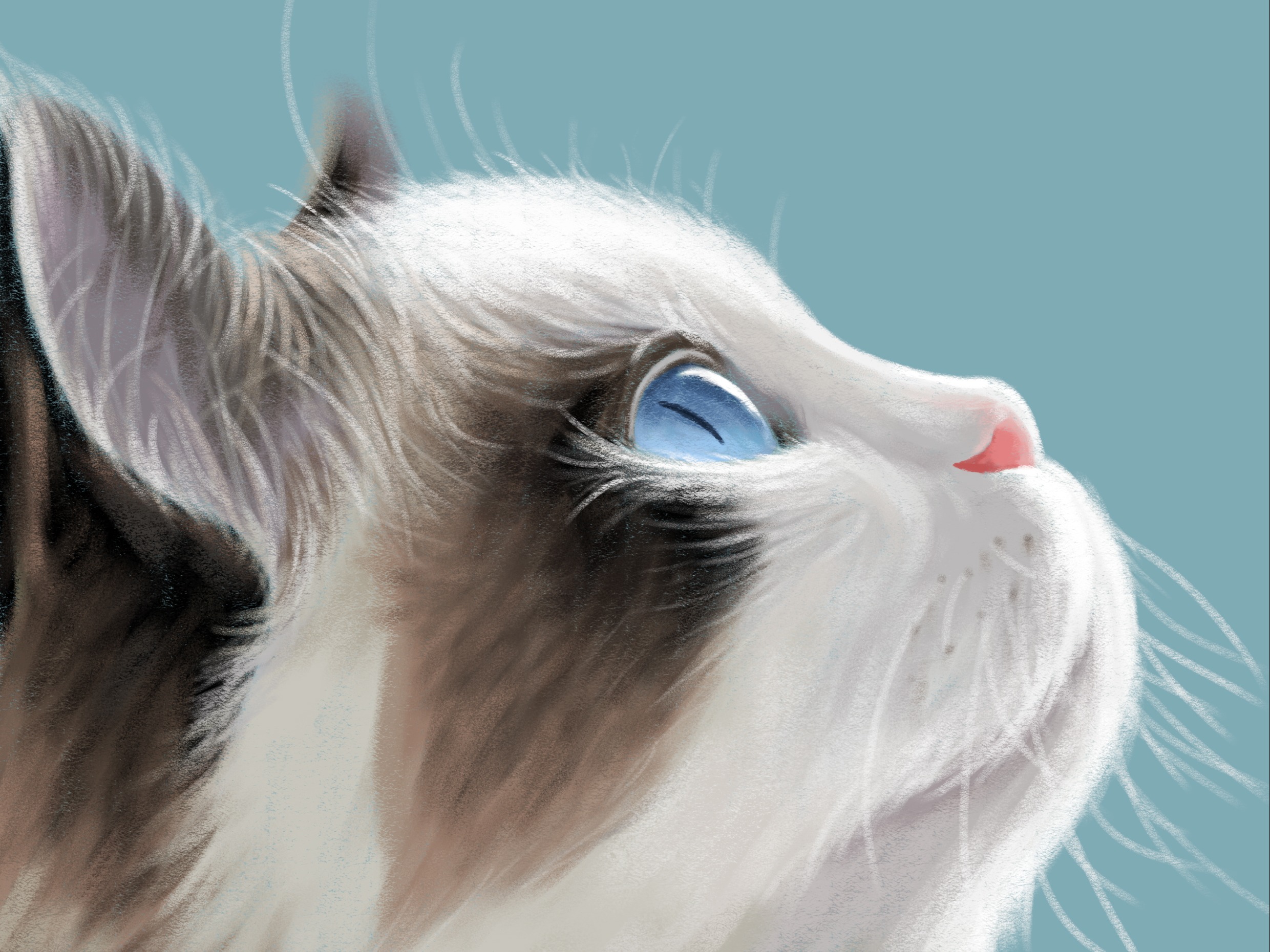 喵喵喵_Jane_Sj-站酷ZCOOL