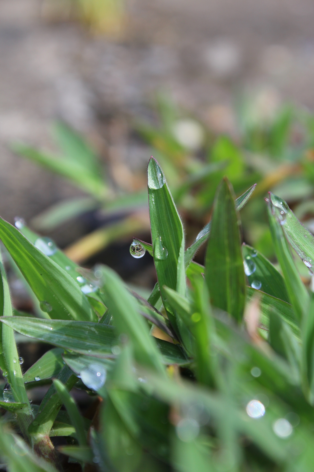 露珠_丝绒苔藓-站酷ZCOOL
