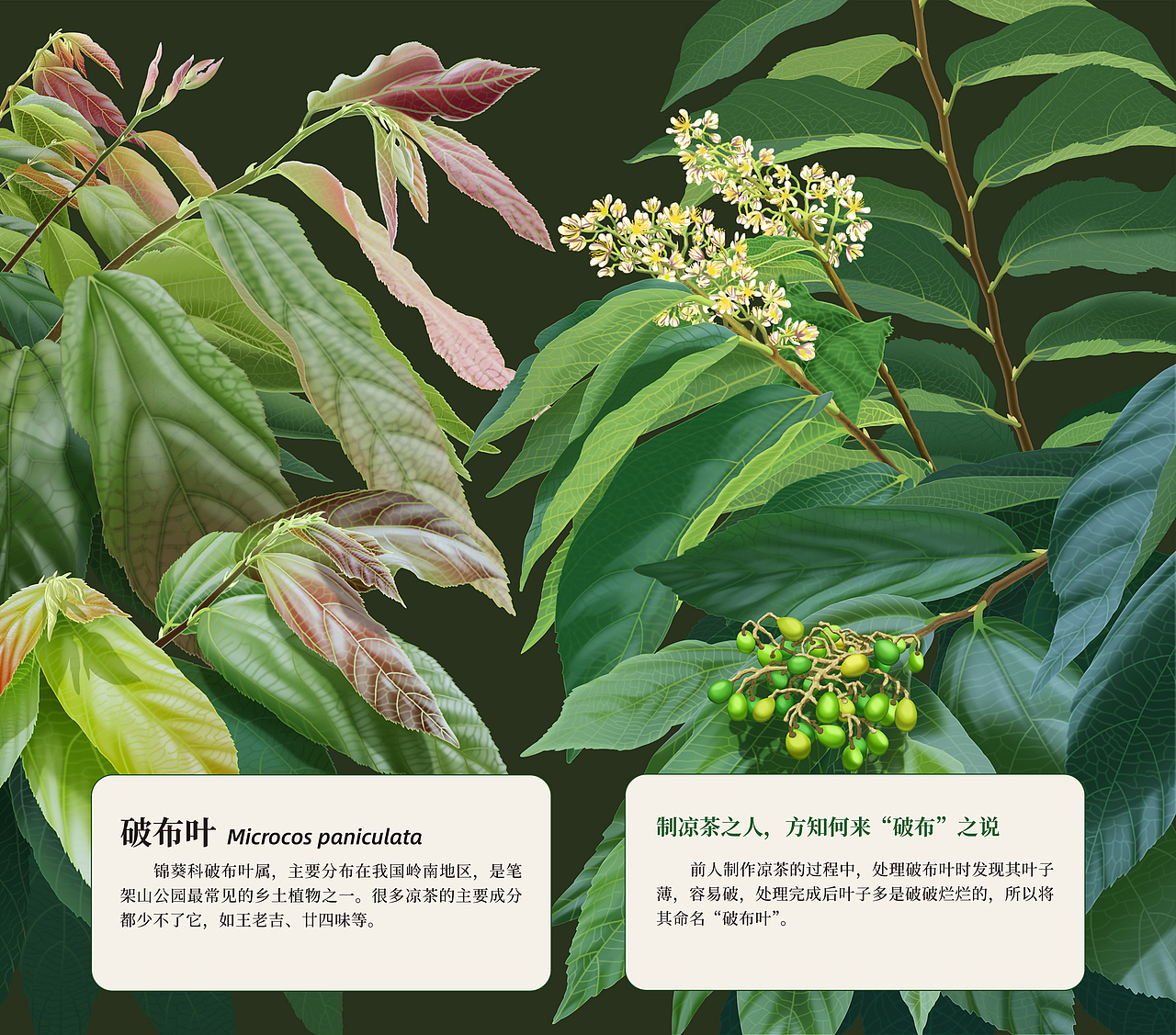 笔架山公园野生植物插画_T_Groz果子-站酷ZCOOL