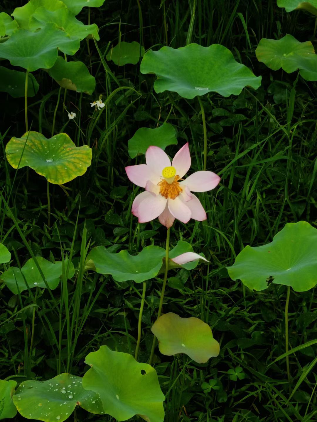 荷花_spot2-站酷ZCOOL