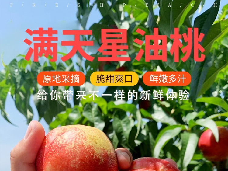 油桃_SY9623-站酷ZCOOL