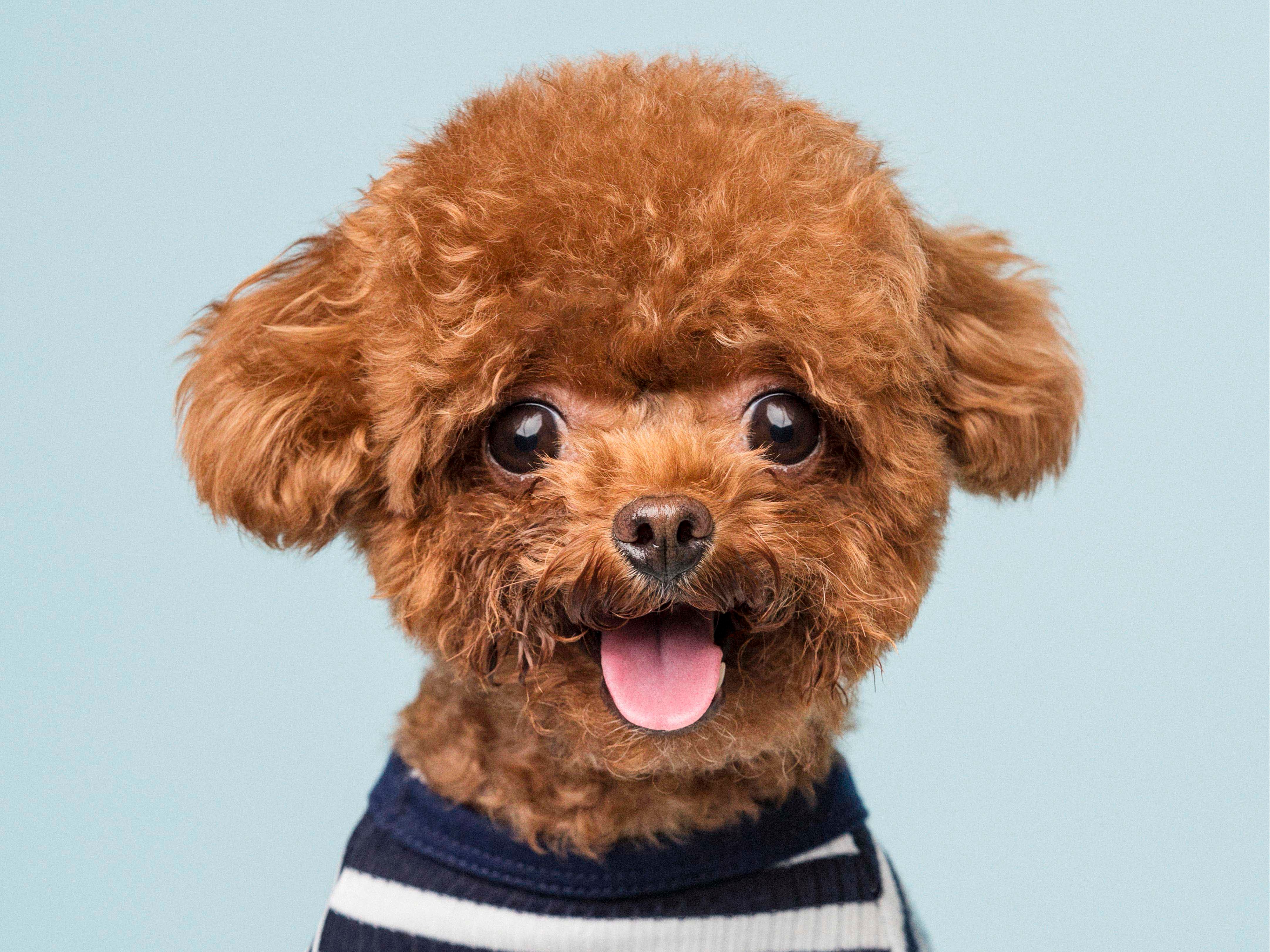 布布_1874HAHA-站酷ZCOOL