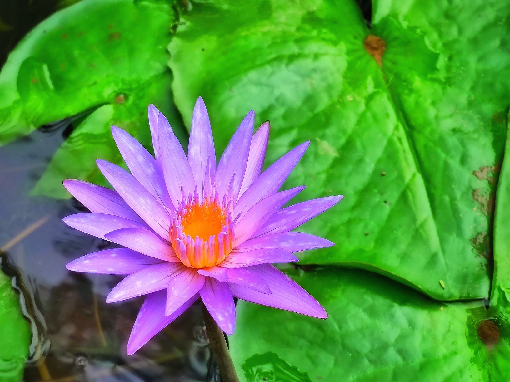 盛开的睡莲_Z158178662-站酷ZCOOL