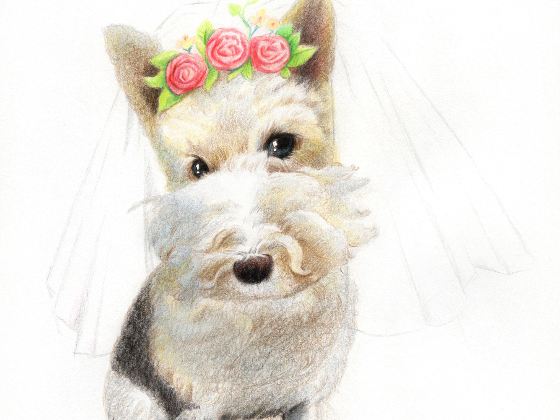 【彩铅手绘】狗狗彩铅肖像_北极以北821015-站酷ZCOOL