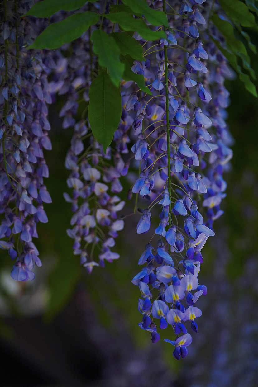飛騨高山｜藤の花_Pei在岐阜-站酷ZCOOL