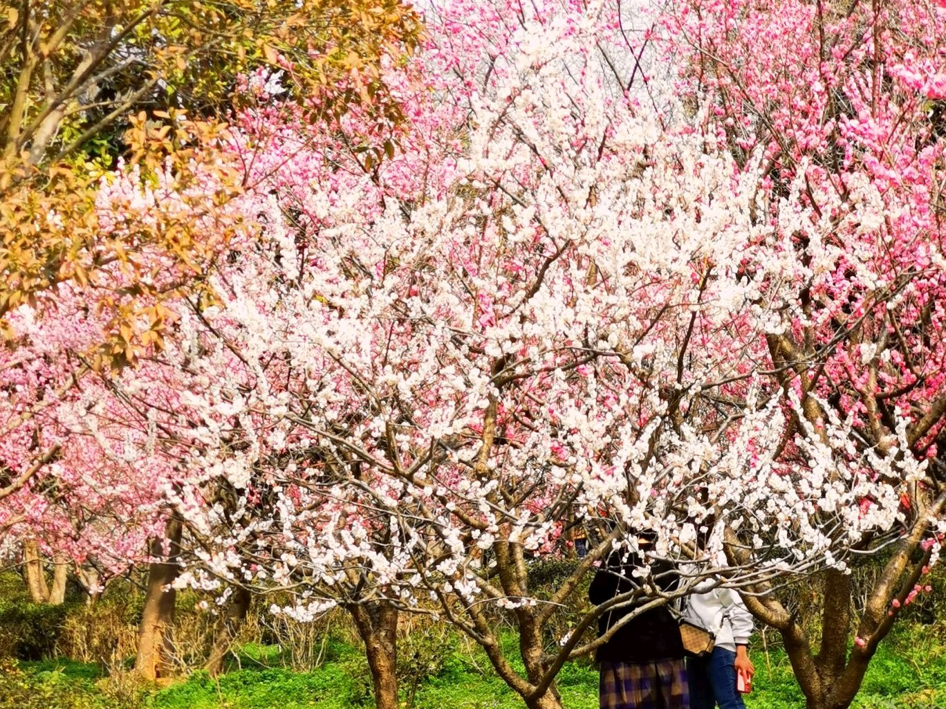 梅花山_哈喽kt涛-站酷ZCOOL