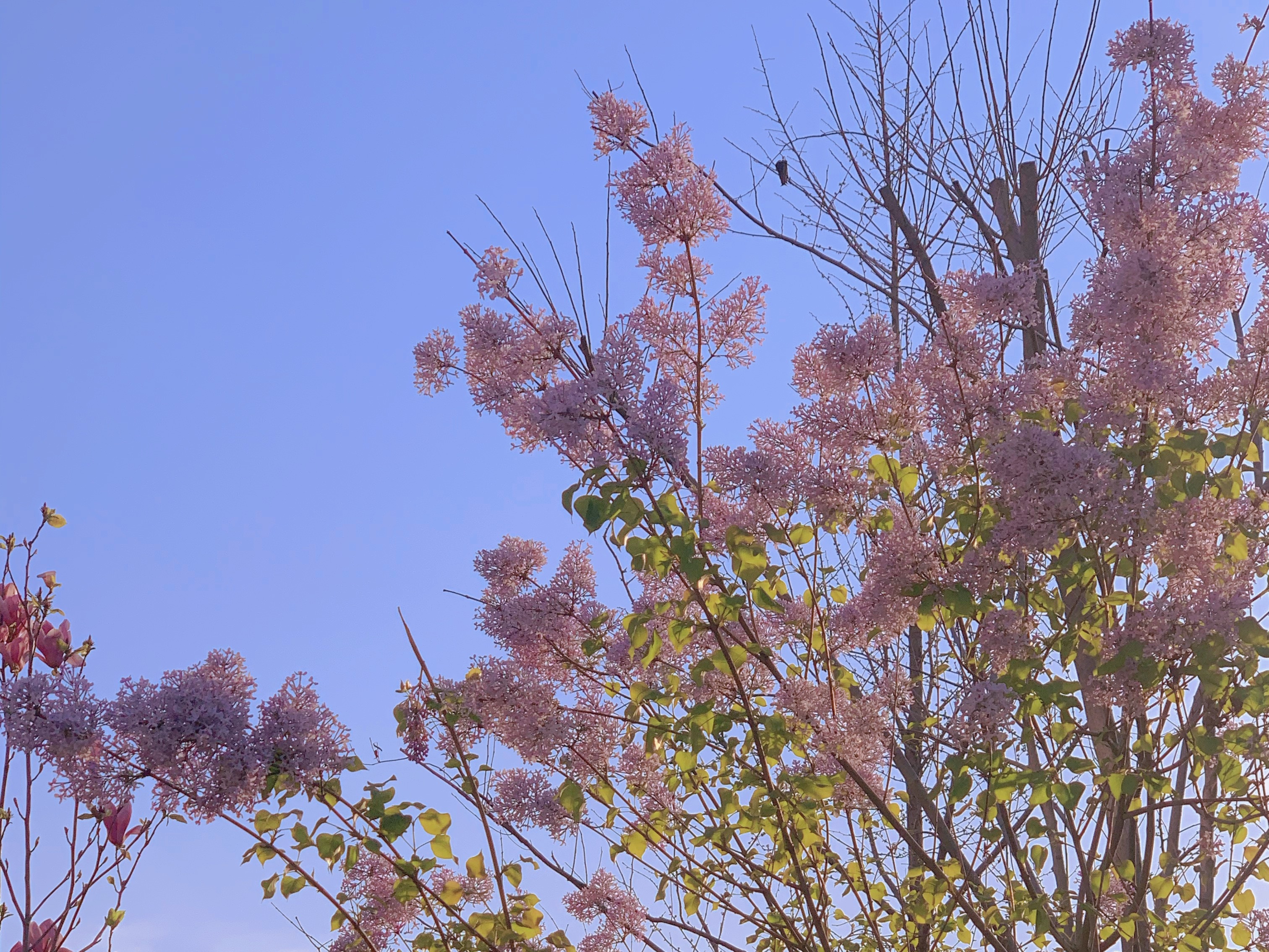 fafa_颂厄-站酷ZCOOL