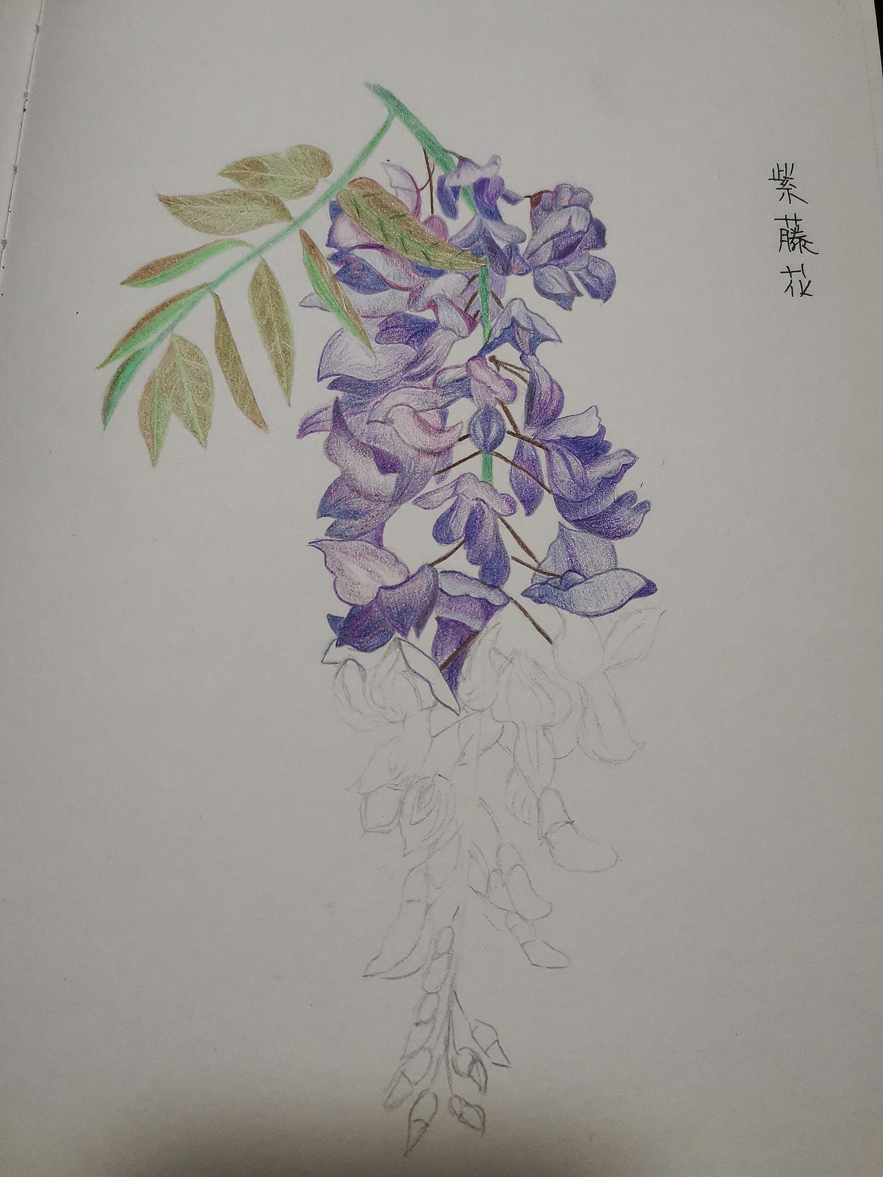 彩铅画临摹——紫藤花_空白321-站酷ZCOOL