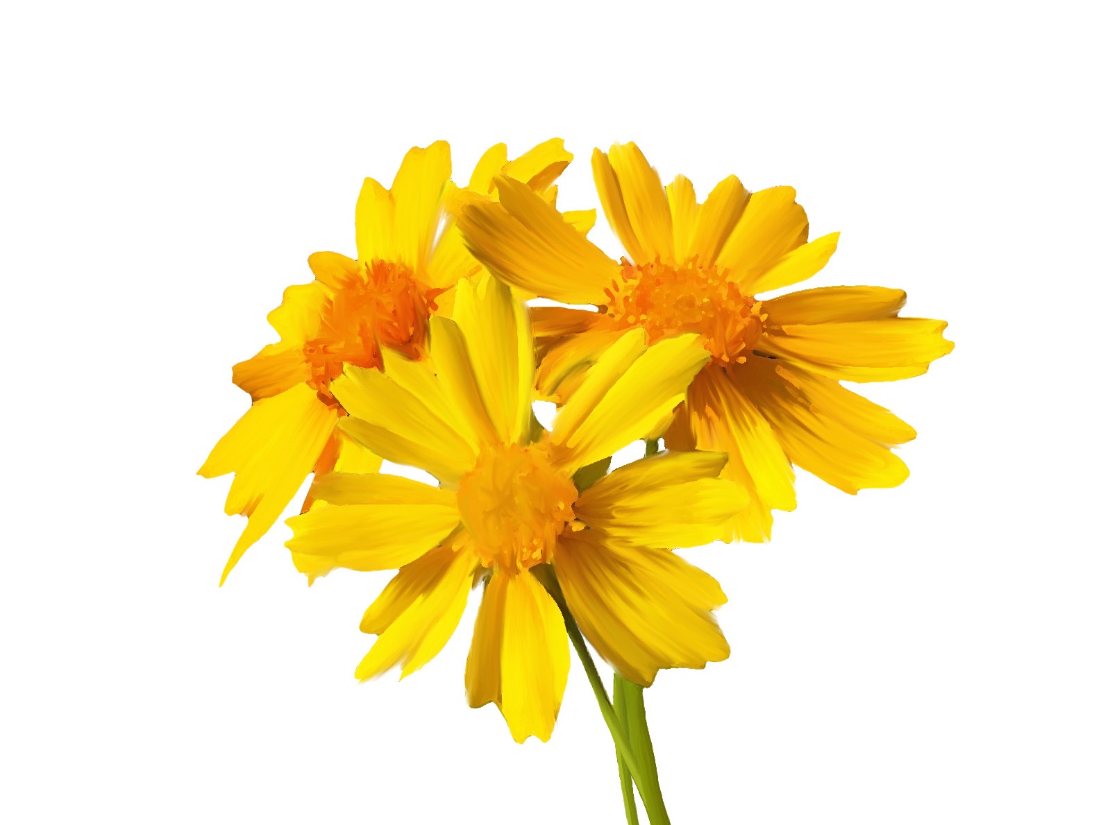 早期-植物花卉系列_LeeChaw-站酷ZCOOL