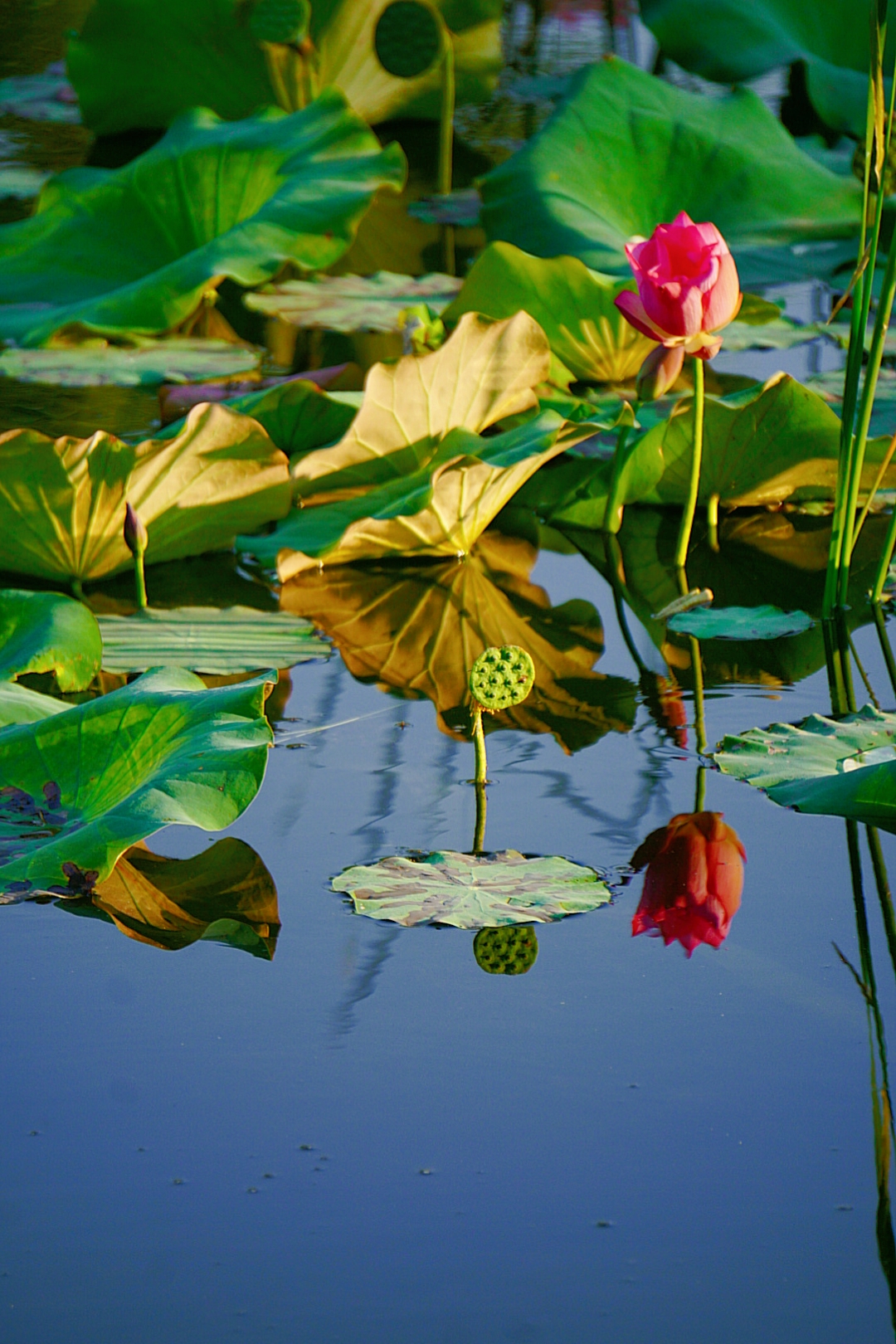 菡萏香销翠叶残，西风愁起绿波间_淮南郡-站酷ZCOOL