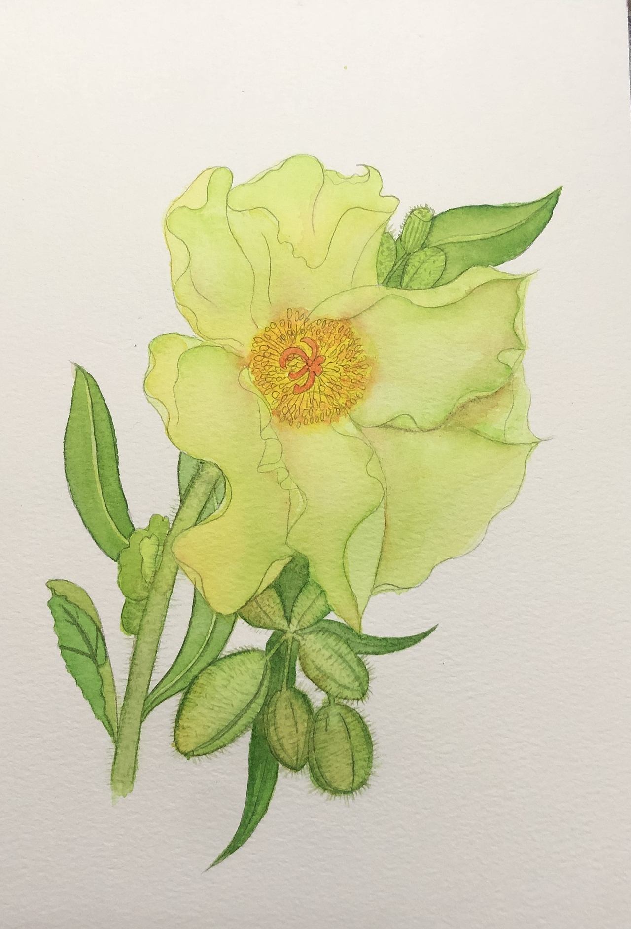 半创作一朵花色彩变装_Yolanda锐贞-站酷ZCOOL