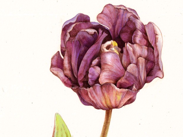 郁金香_猪叶子er-站酷ZCOOL