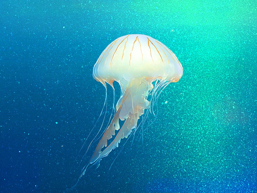 水母_KEHAO阿-站酷ZCOOL