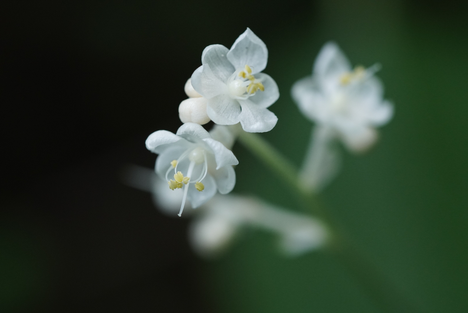 花与果实_Mr阿Ting-站酷ZCOOL