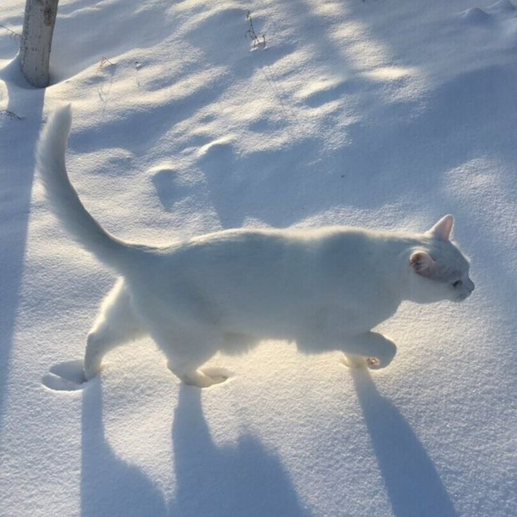 雪夜XY创作者主页_北京插画师-站酷ZCOOL