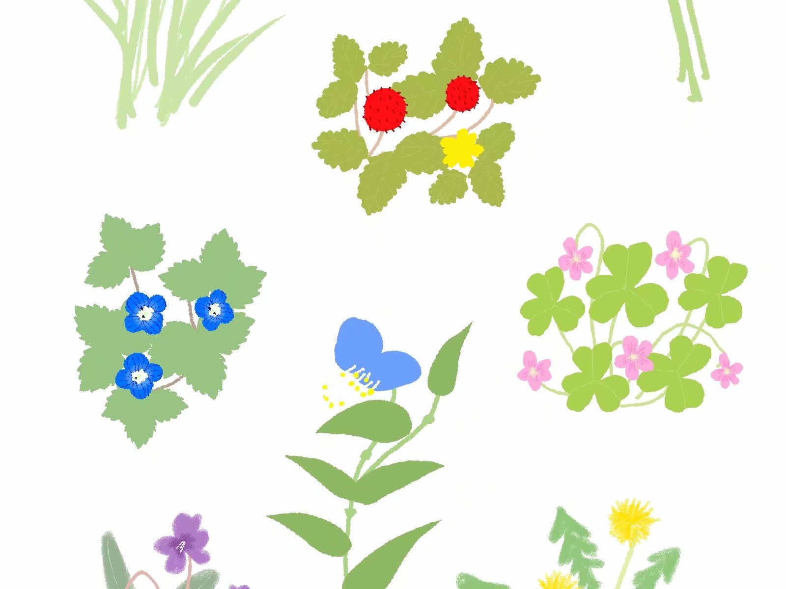 植物图鉴_春日野椿w-站酷ZCOOL