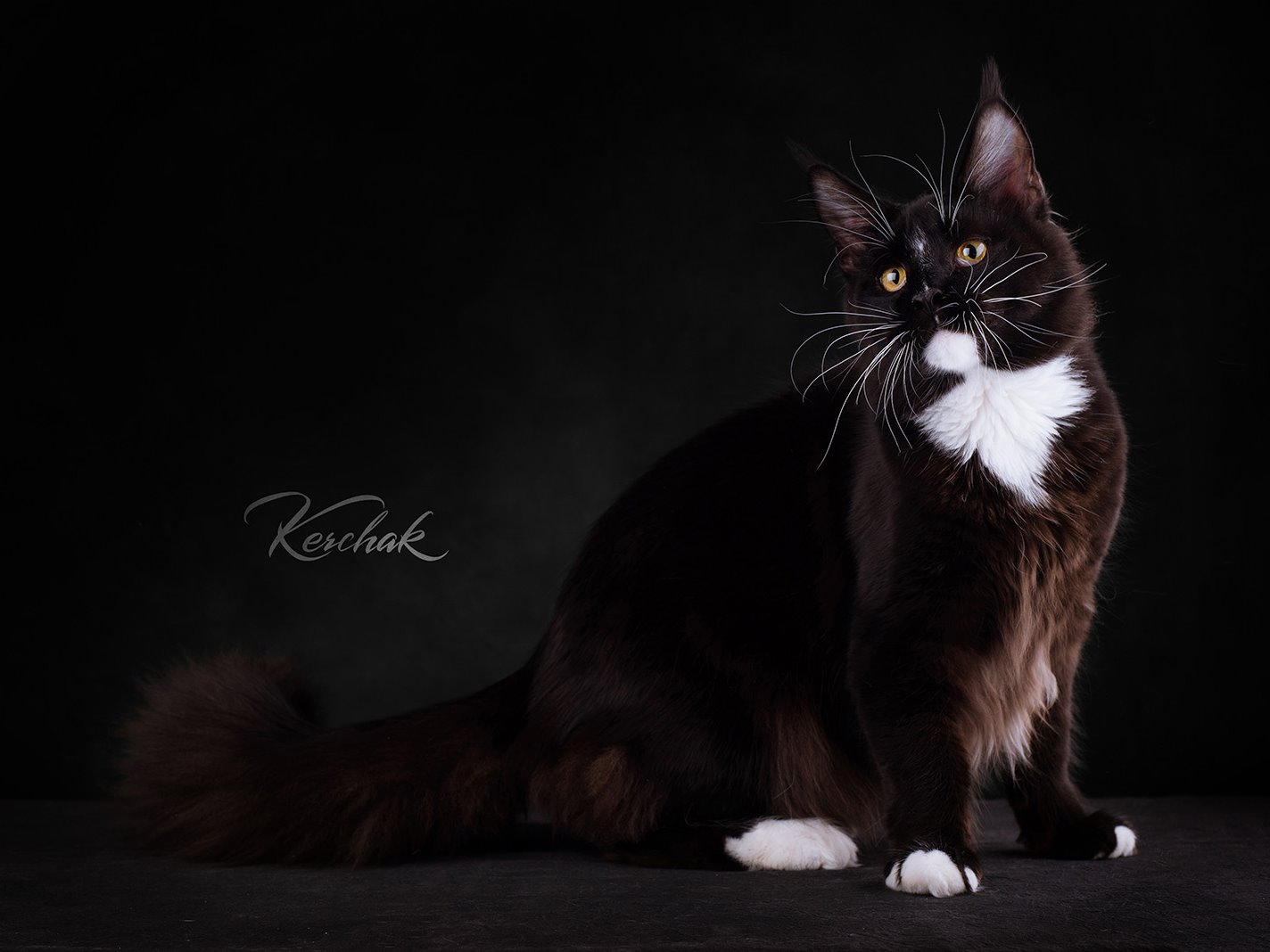 Shadow of the shadow【克查原创作品25】_克查-站酷ZCOOL