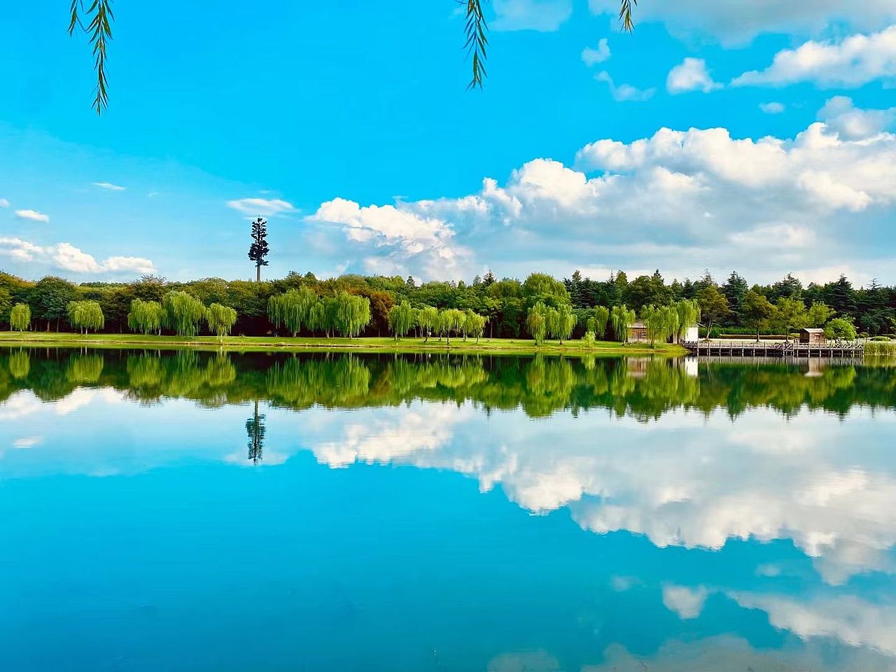 A little red flower_游侠学士-站酷ZCOOL