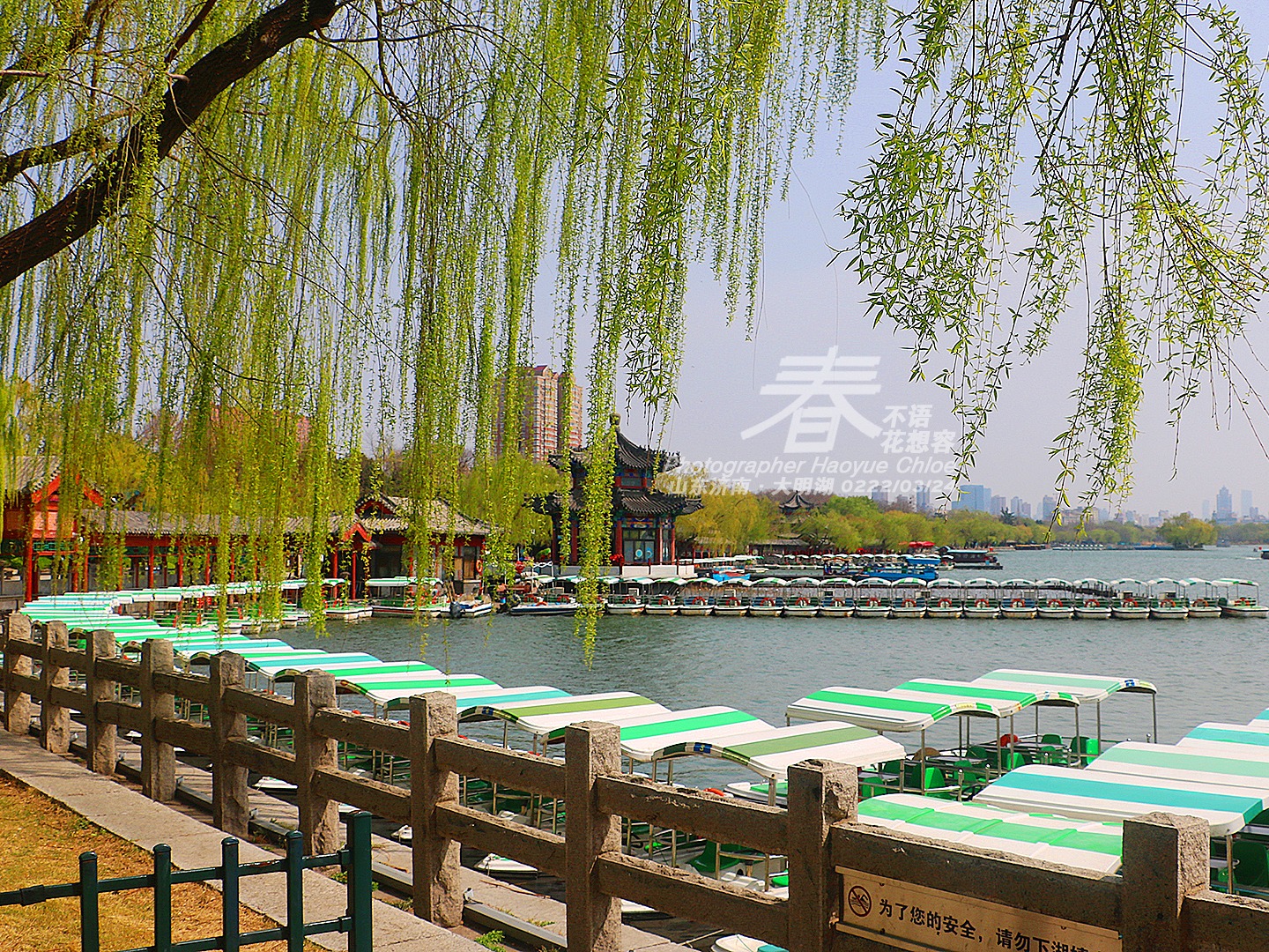 春不语花想容-Ⅱ-济南大明湖-by皓月Chloe_皓月Chloe-站酷ZCOOL