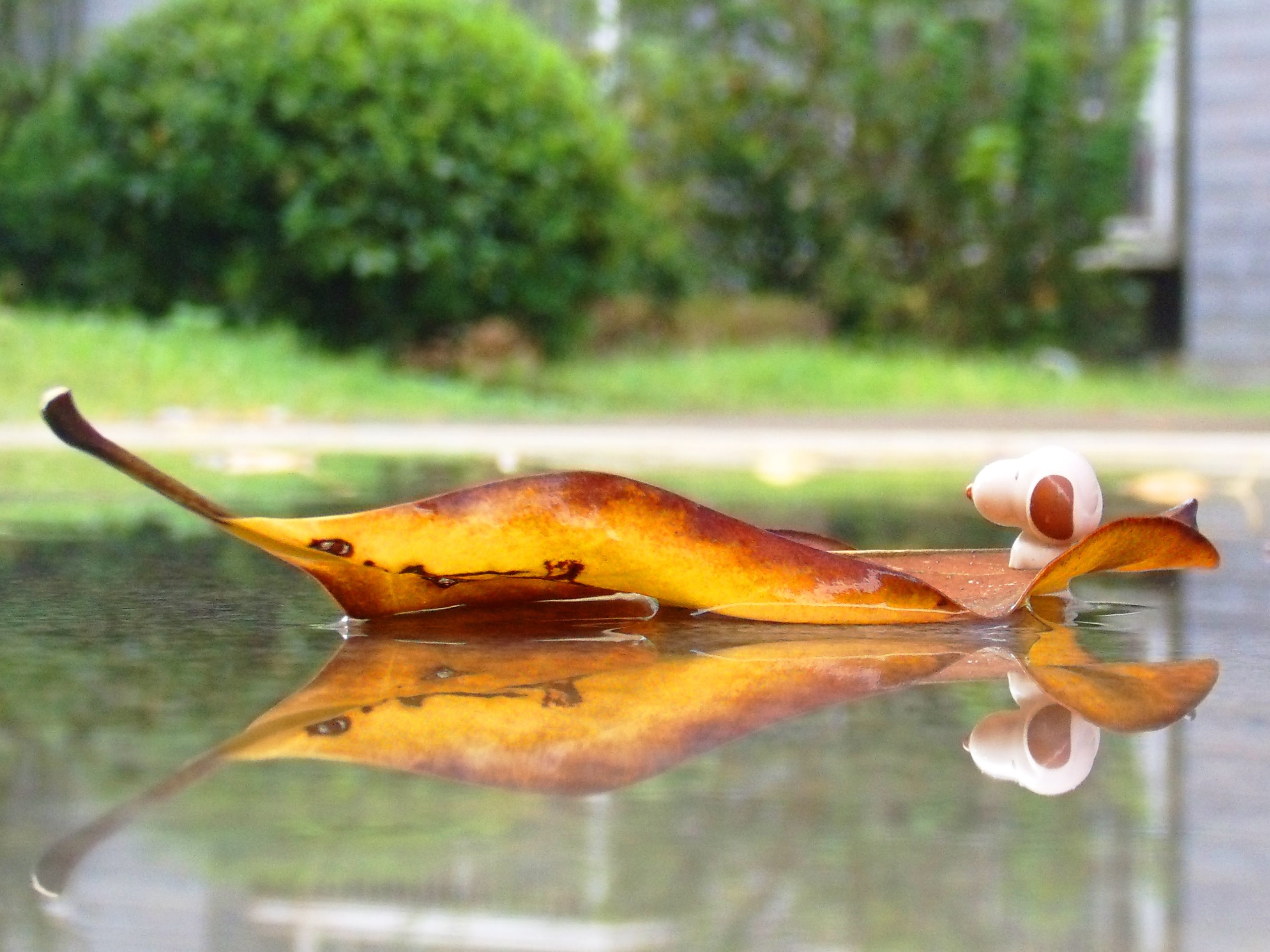 Piti Dog's Daily_盖卡先生-站酷ZCOOL