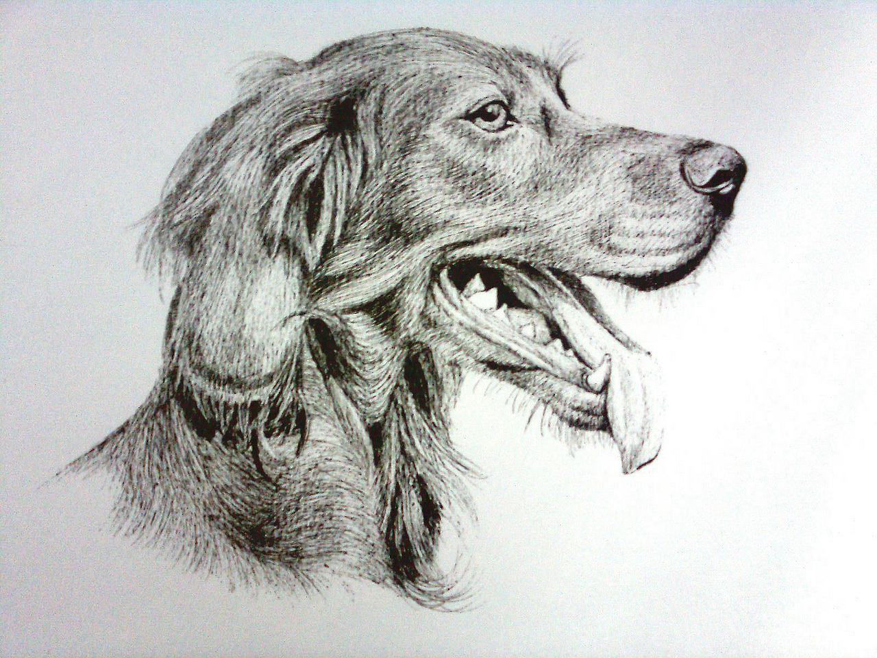 OY钢笔画 各种狗狗_欧阳鹏杰_OY-站酷ZCOOL