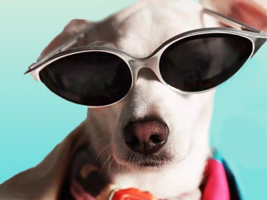 fashion dog杂志封面_Z043783009-站酷ZCOOL