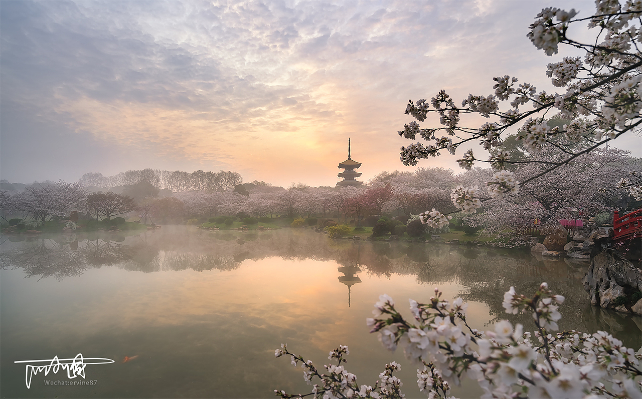 雾锁樱园_ervine87-站酷ZCOOL