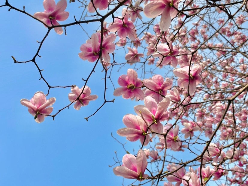 《花开》_Black_A米-站酷ZCOOL