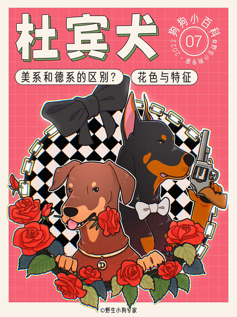 杜宾犬小百科 又酷又萌的恶魔犬_北北北辰beichen-站酷ZCOOL
