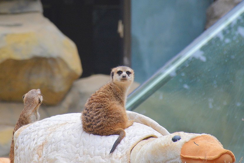 南京红山动物园｜细尾獴_獭獭Kawauso-站酷ZCOOL