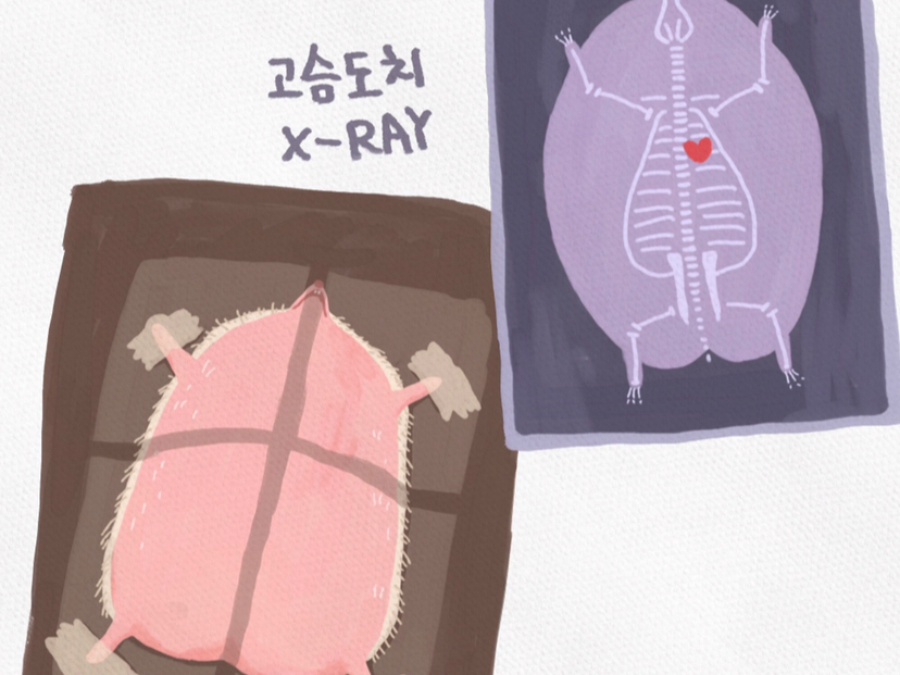 刺猬X-ray_seohagrim-站酷ZCOOL