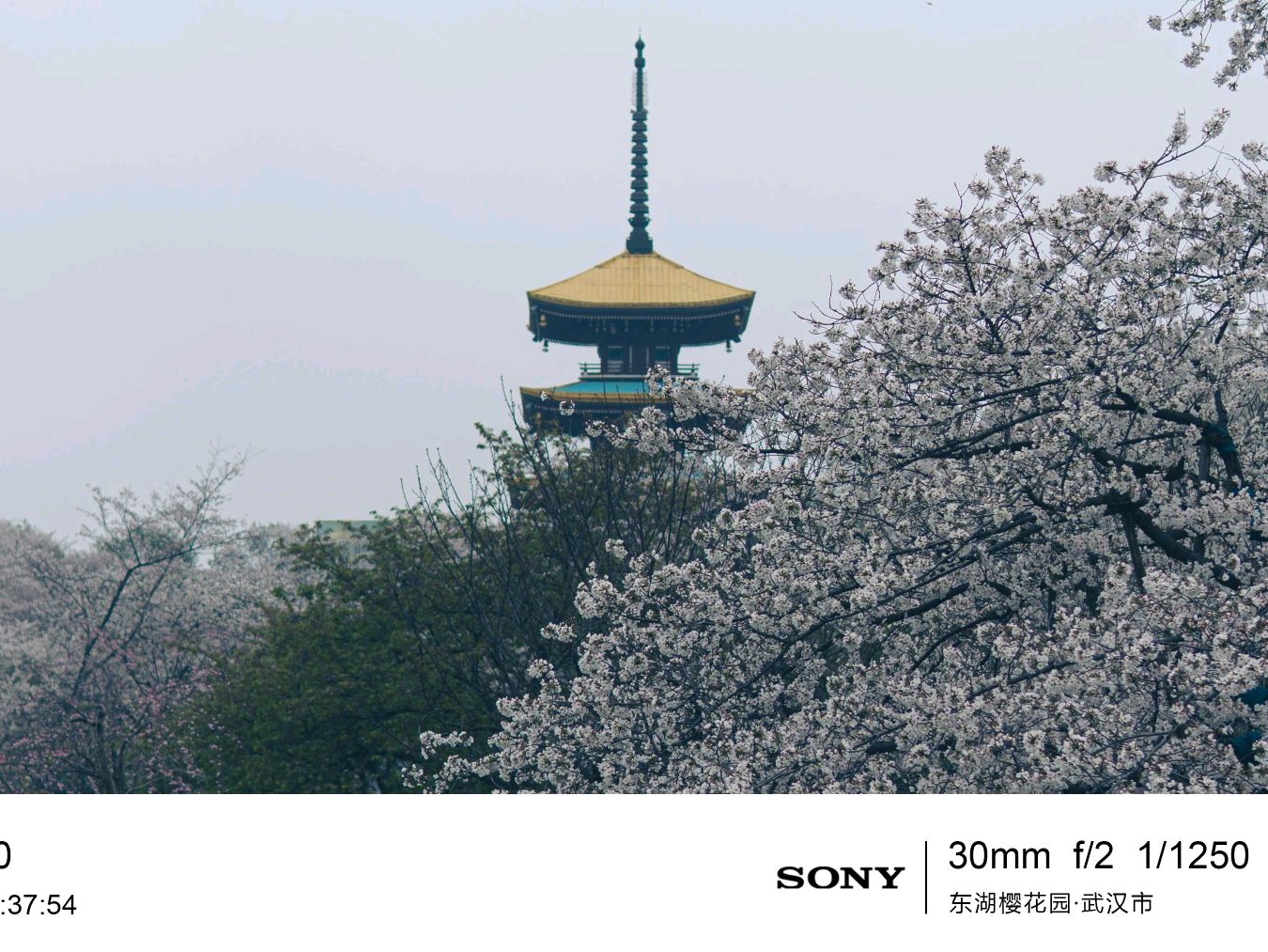 索尼A6400丨东湖樱花园_赛因sin丶-站酷ZCOOL