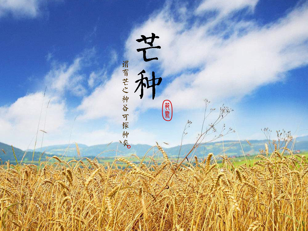 芒种-排版练习_SmallUtopian-站酷ZCOOL